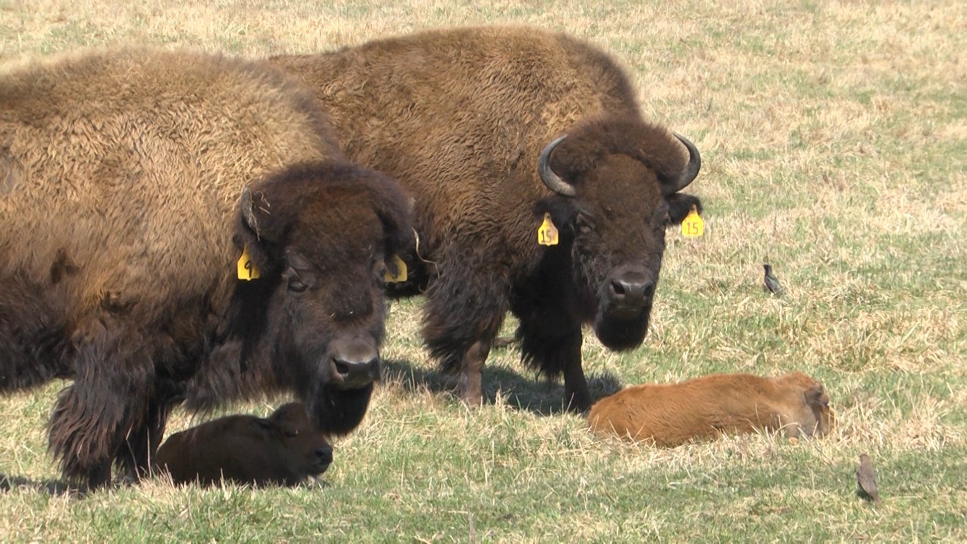 Baby Bison Back at Fermilab | NCTV17