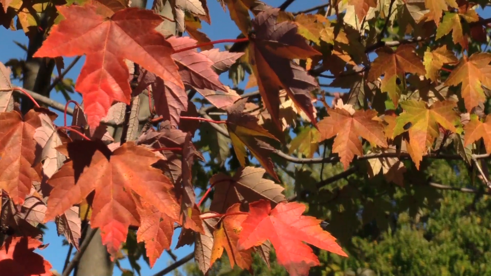 Naperville’s Bulk Curbside Leaf Collections Begin Oct. 17