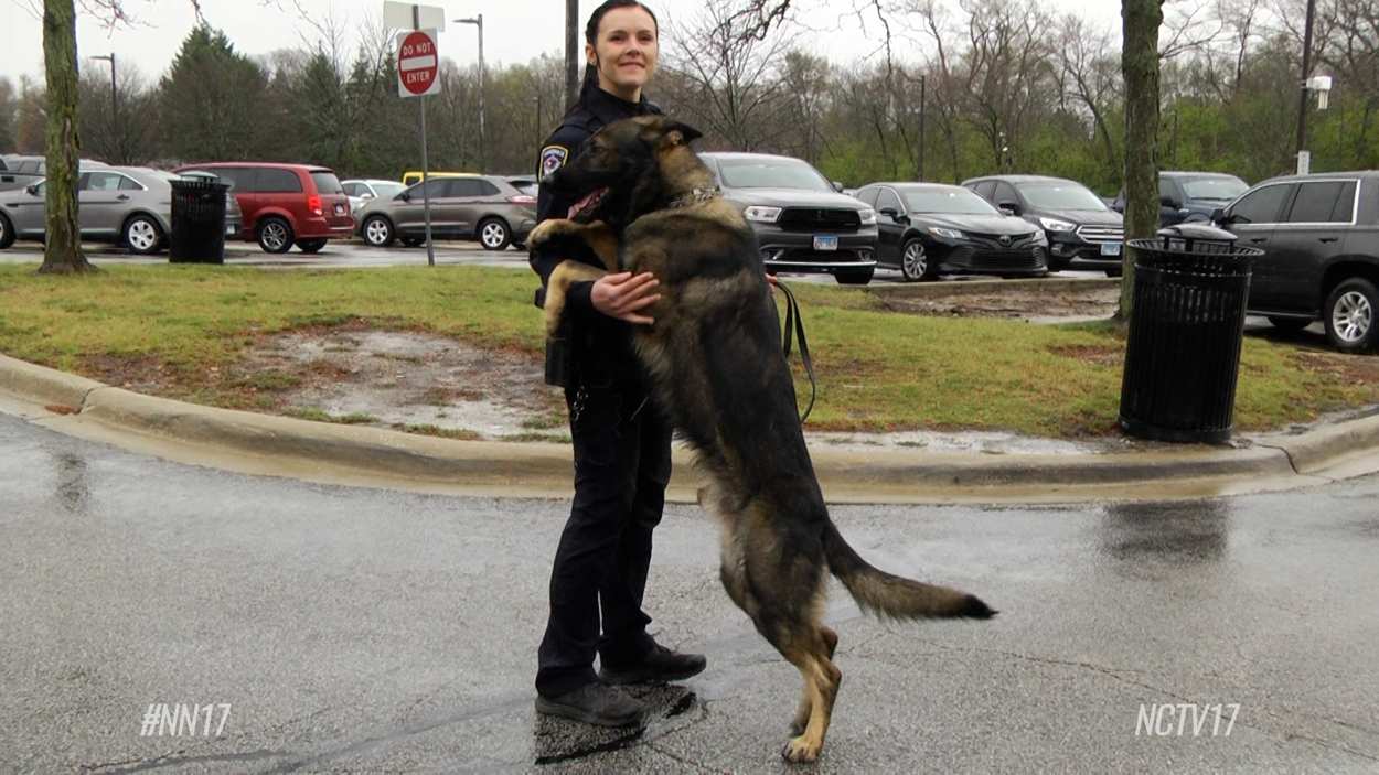 The Naperville Police Department Welcomes Two New K-9’s | NCTV17