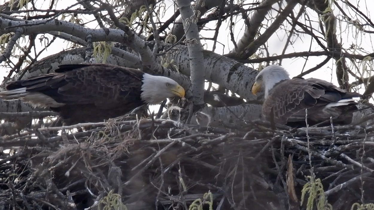 Five eaglets hatch in Will County Forest Preserves | NCTV17