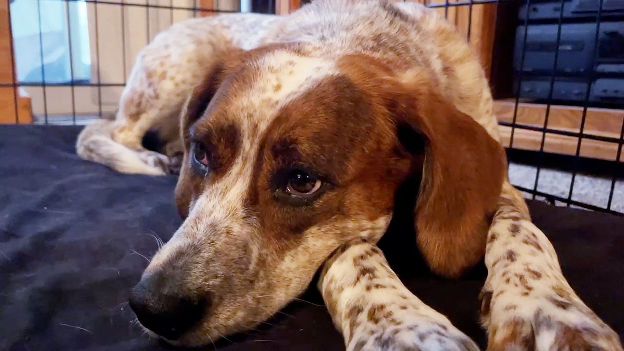 Relaxing anxious pets during Fourth of July fireworks | NCTV17 Relaxing anxious pets during Fourth of July fireworks | NCTV17