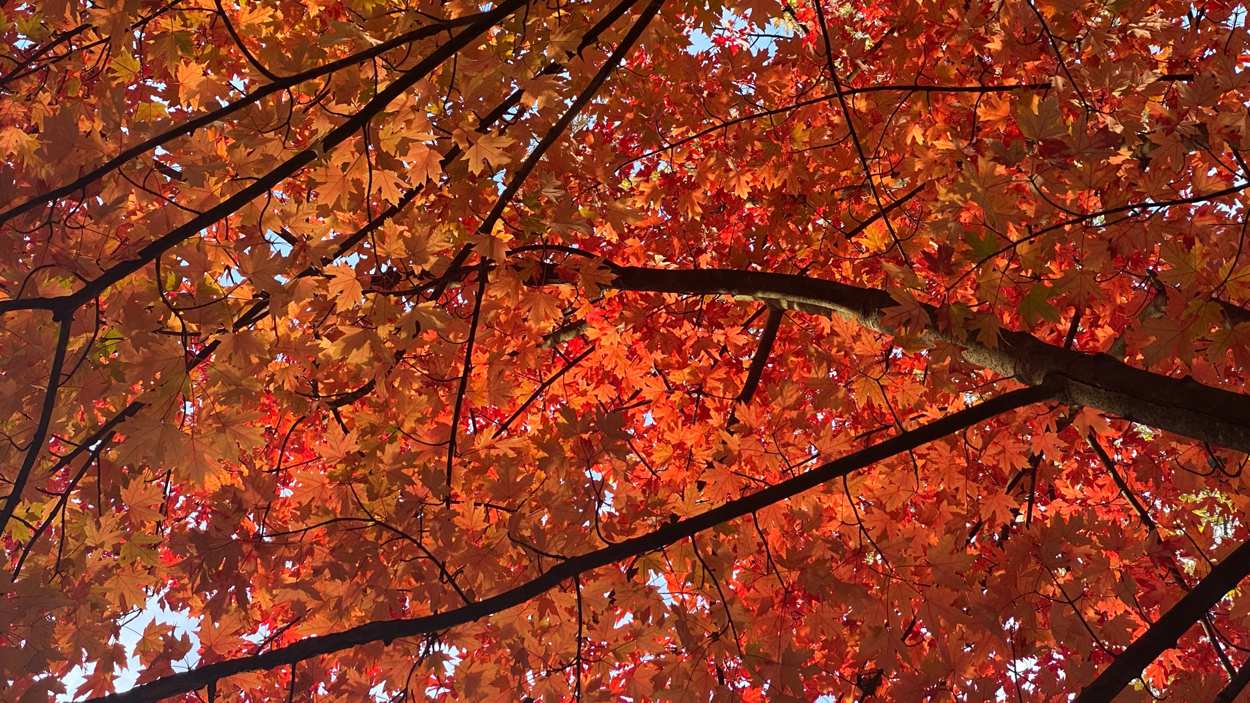 Naperville shows off its colors with the peak of fall foliage | NCTV17