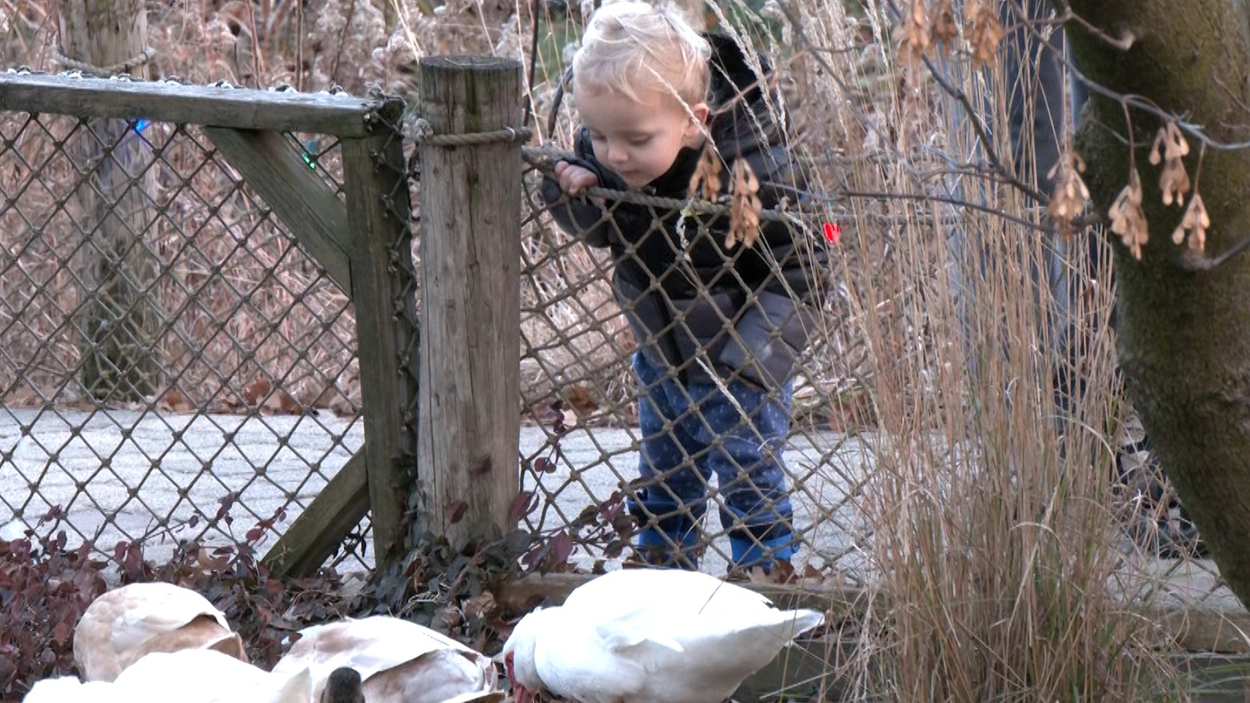 Cosley Zoo returns its annual Festival of Lights and Tree Sale | NCTV17