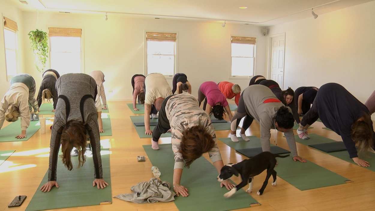 Puppy yoga brings pawsitive energy to Naperville’s Just Be Yoga Studio | NCTV17