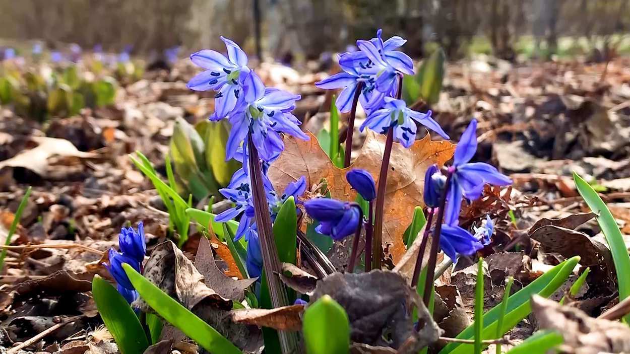 Unseasonably warm temperatures lead to early spring blooms at The ...