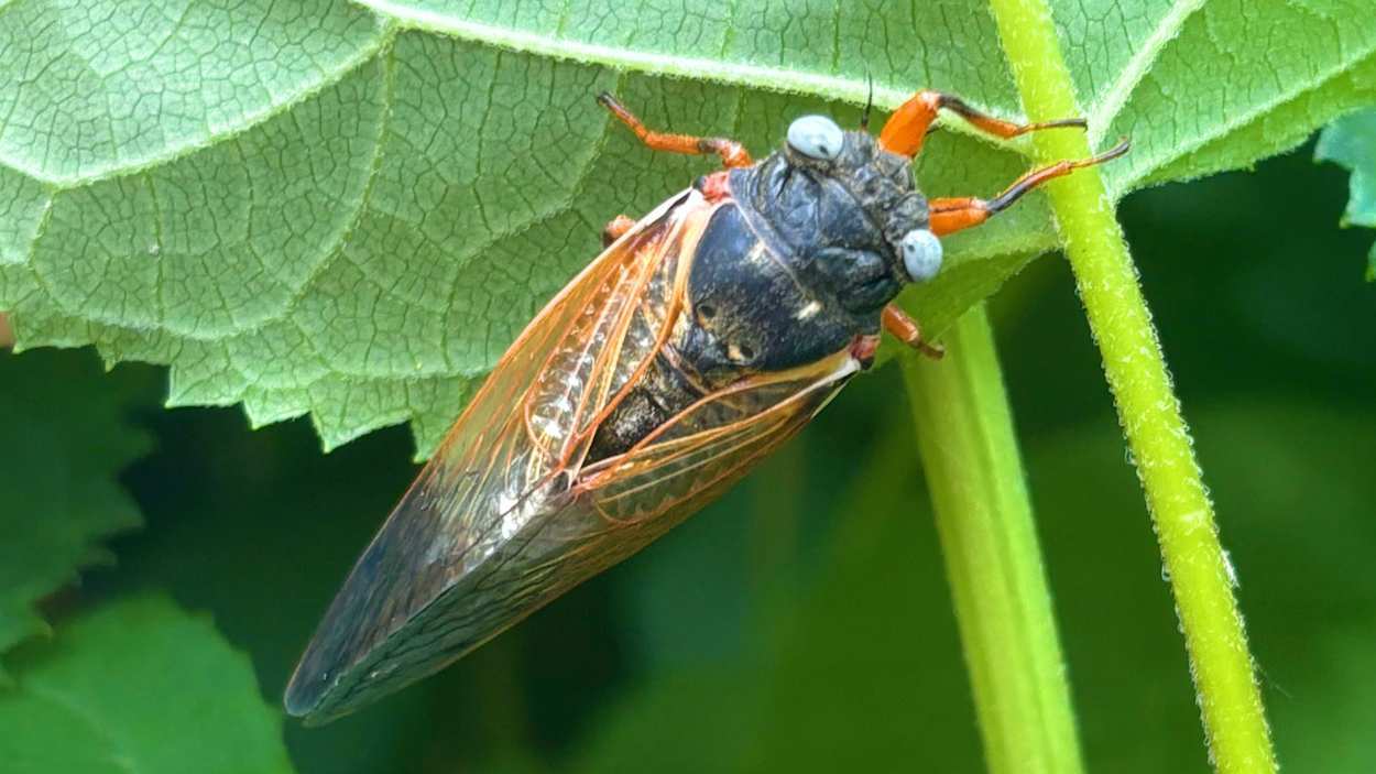 Rare blue-eyed cicada spotted in Naperville | NCTV17