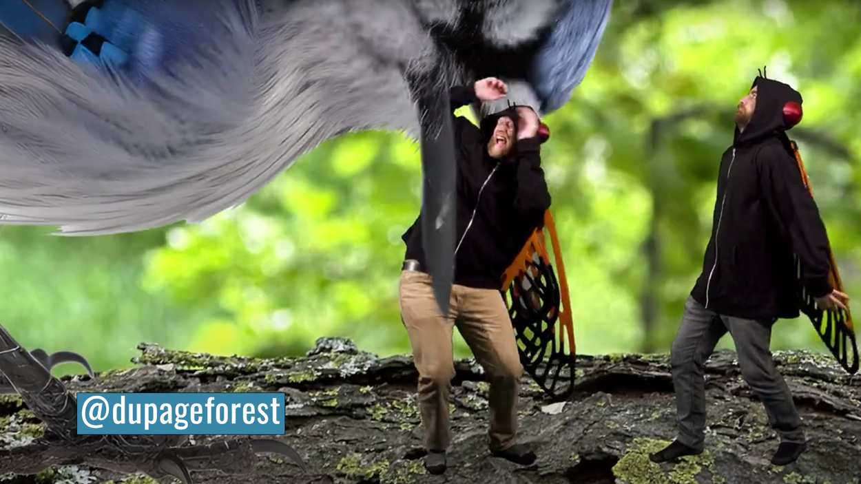 Sequel to viral human cicada video released by Forest Preserve District of DuPage County | NCTV17