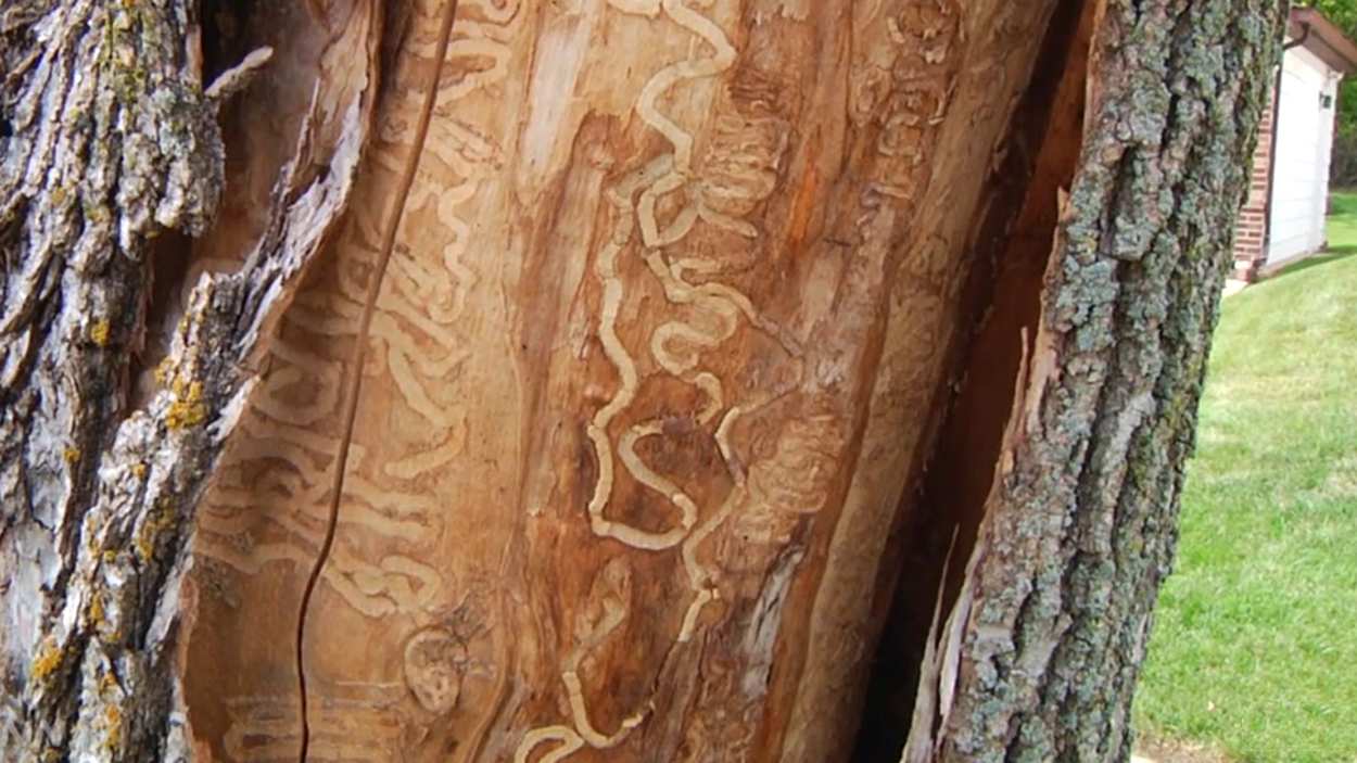 Naperville gets $30K grant for preventative emerald ash borer treatment ...