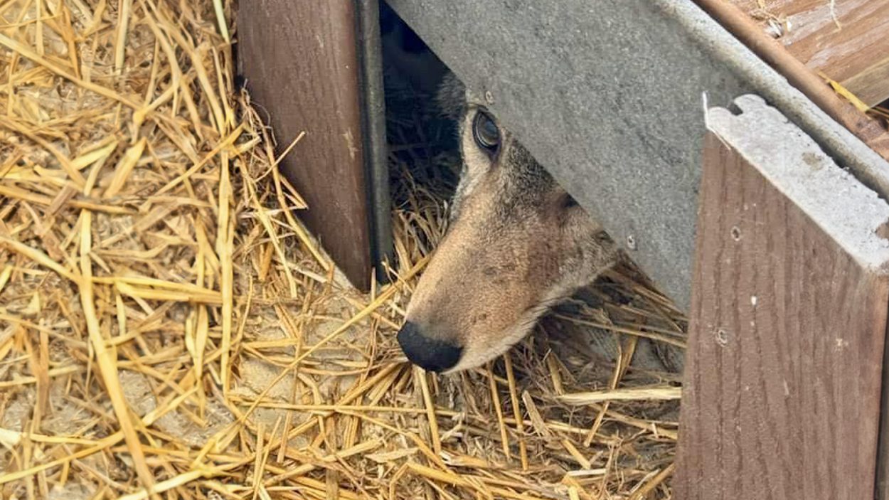 DuPage Forest Preserve releases injured coyote after recovery