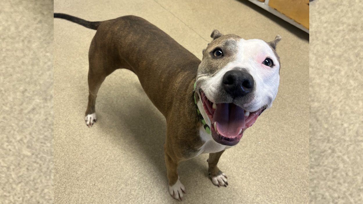 A.D.O.P.T. Pet Shelter helps animals find their fur-ever home | NCTV17