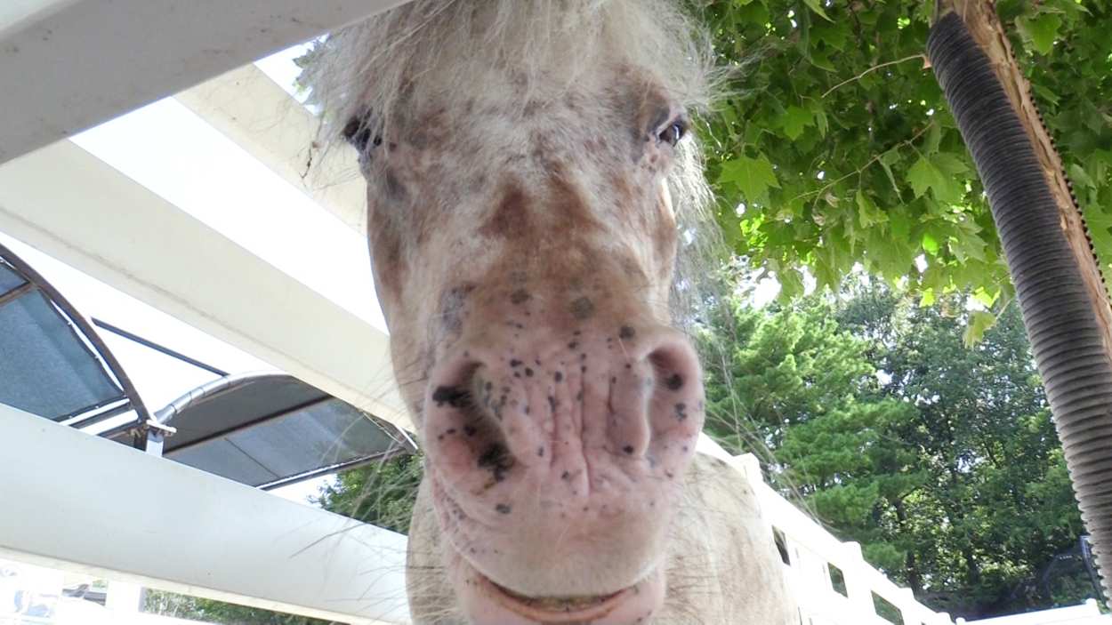 Cosley Zoo celebrates 50 years of up-close animal adventures | NCTV17