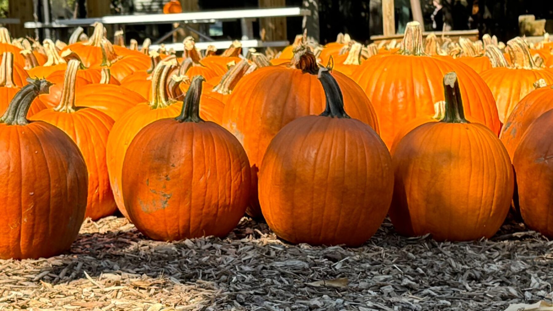Cosley Zoo’s Pumpkin Fest offers animal sights and seasonal sales