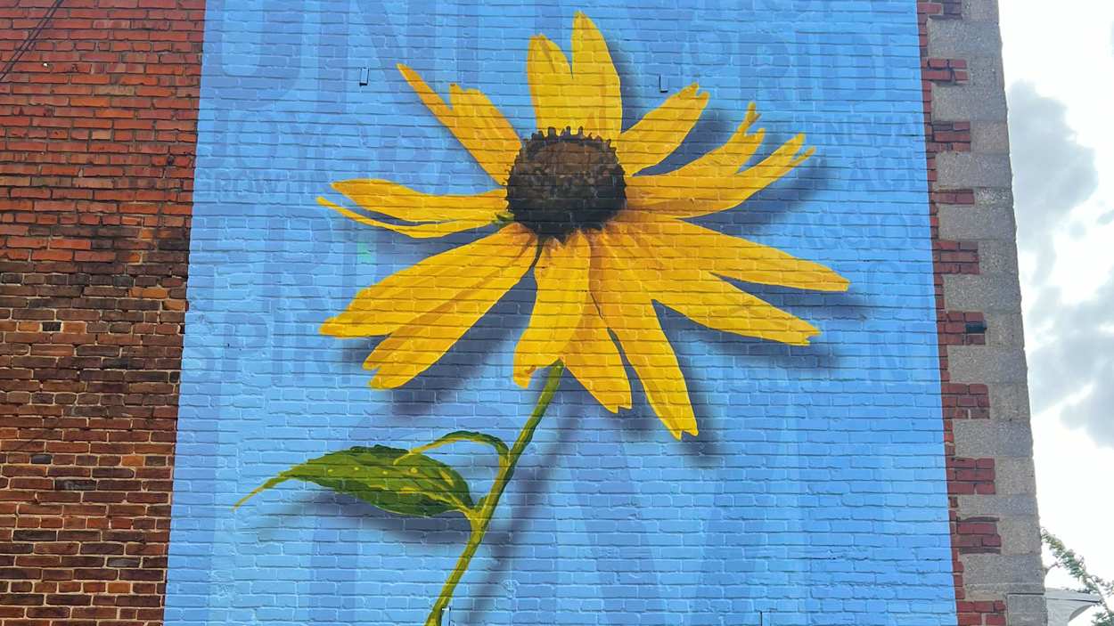 Sunflower mural sprouts up in downtown Naperville | NCTV17
