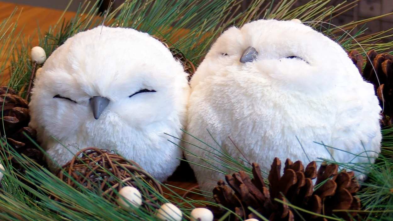 Naperville residents deck the halls for Cup of Cheer | NCTV17