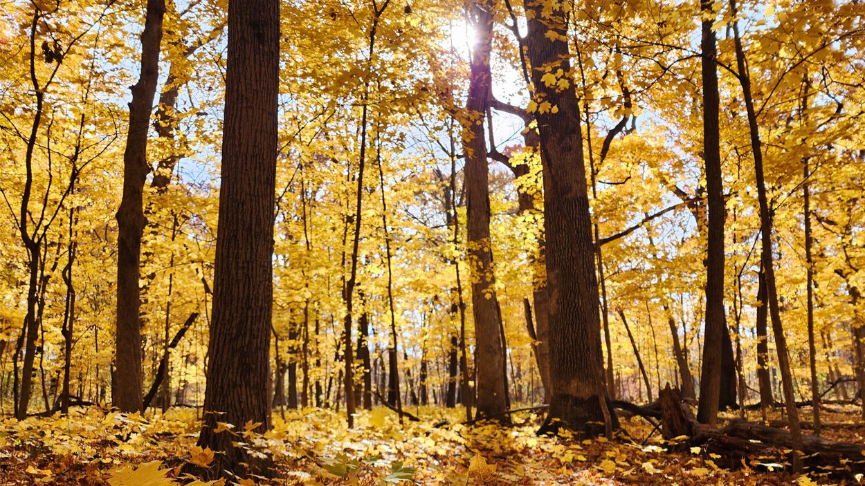 5 September activities with the Naperville Park District to kick off ...