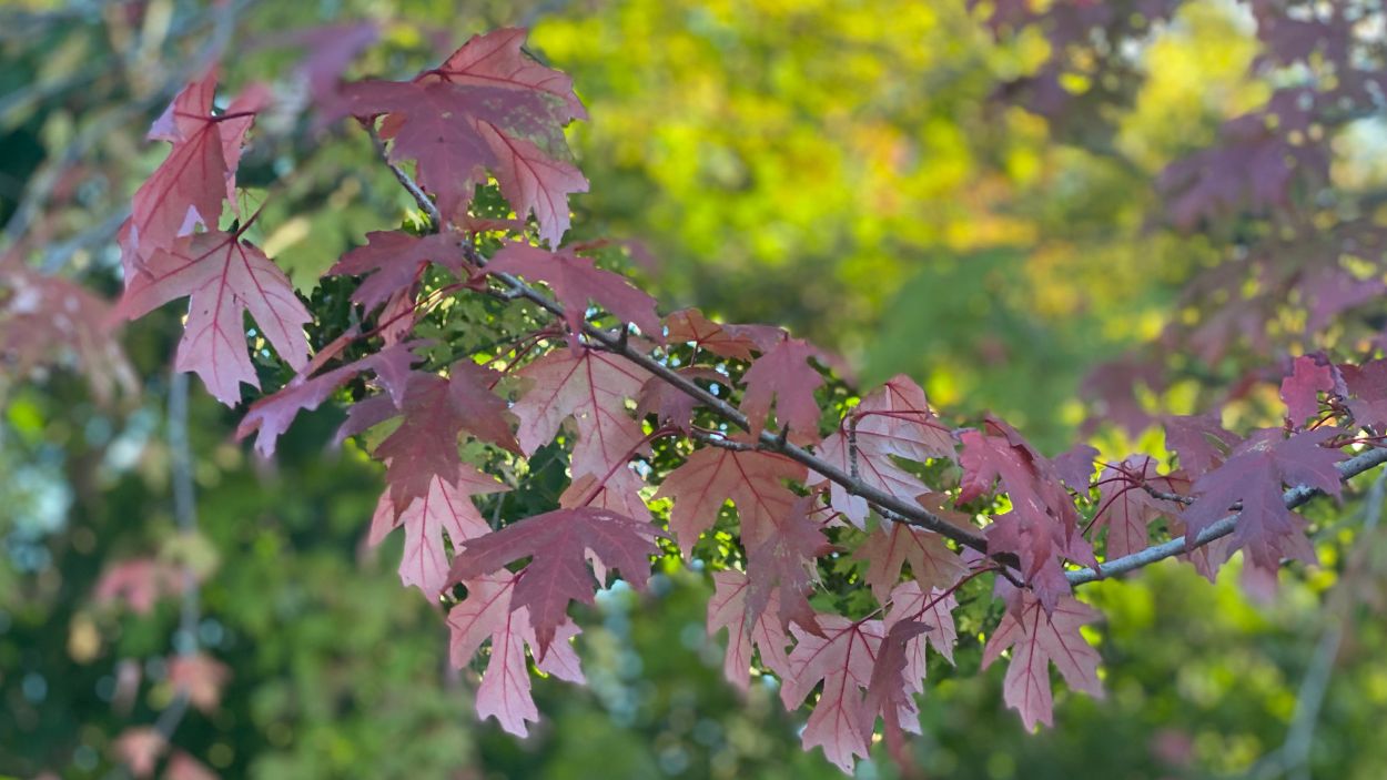Warm, dry fall weather brings mixed signals for leaf color change | NCTV17